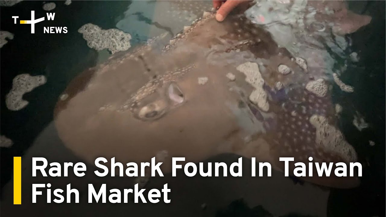 Rare Shark Found In Taiwan Fish Market | TaiwanPlus News - YouTube