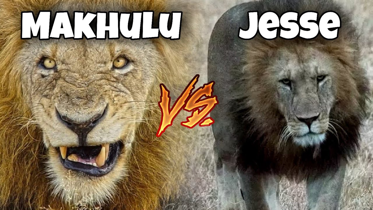 MAKHULU MAPOGO vs JESSE | Pelea de titanes - YouTube