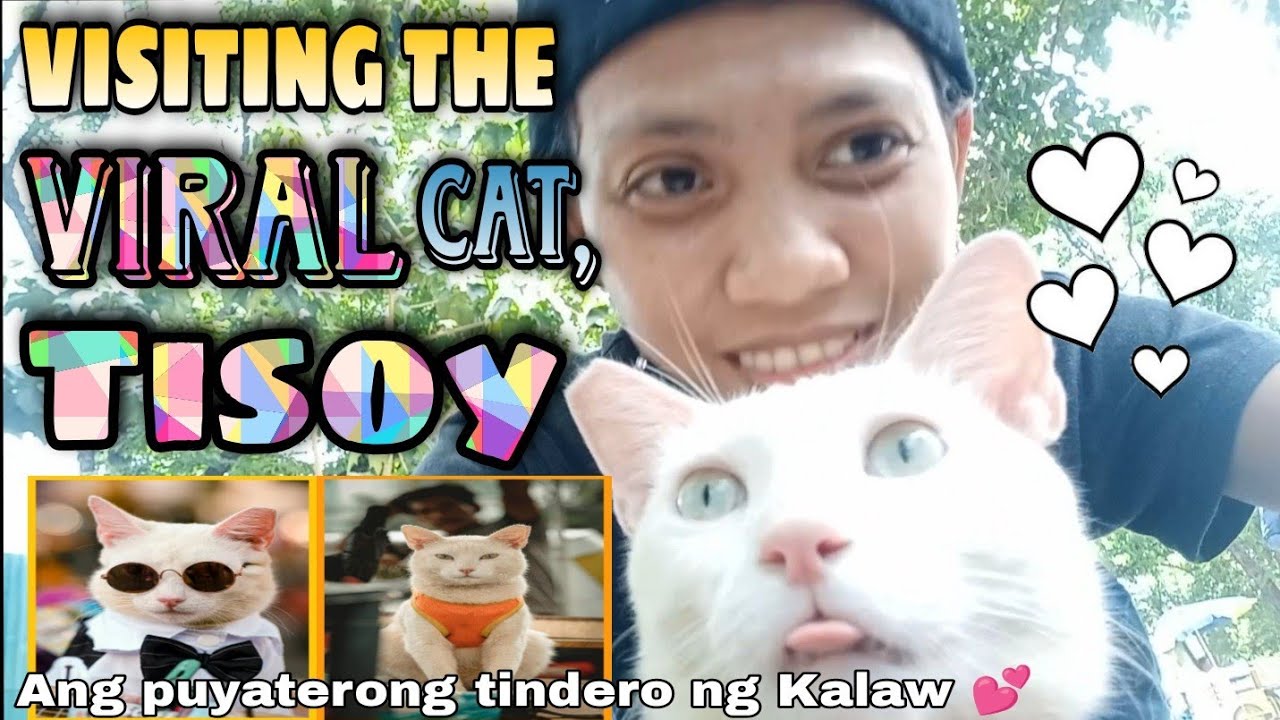 VISITING TISOY, THE FAMOUS CAT IN KALAW AVE | Team Kyan Vlog - YouTube