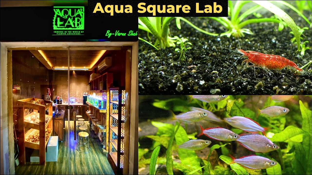 Palnted Aquarium Setups At Aqua Square Lab | High Tech And Low Tech ...