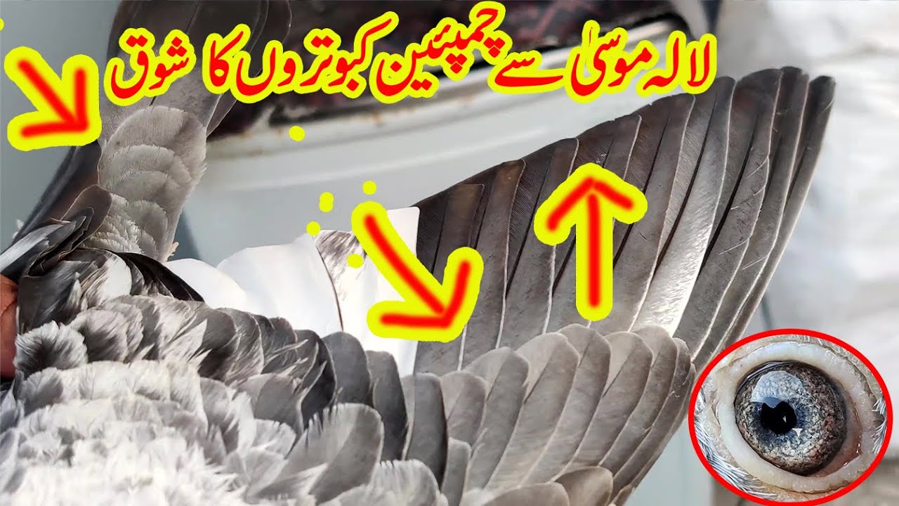 lala musa se champion kabootro ka shoq|| 03004515078 - YouTube