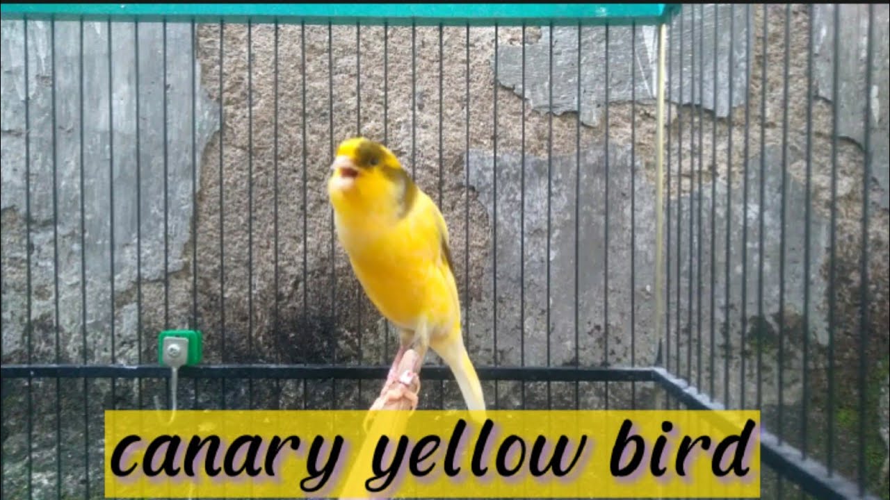 canary yellow bird || burung kenari kuning - YouTube