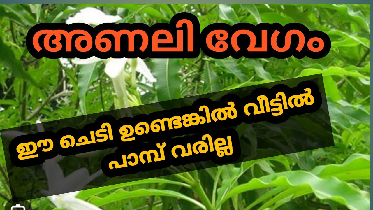 അണലിവേഗം. ഈ ചെടി നട്ടാൽ വീട്ടിൽ പാമ്പ് വരില്ല poison devil 😈 tree - YouTube