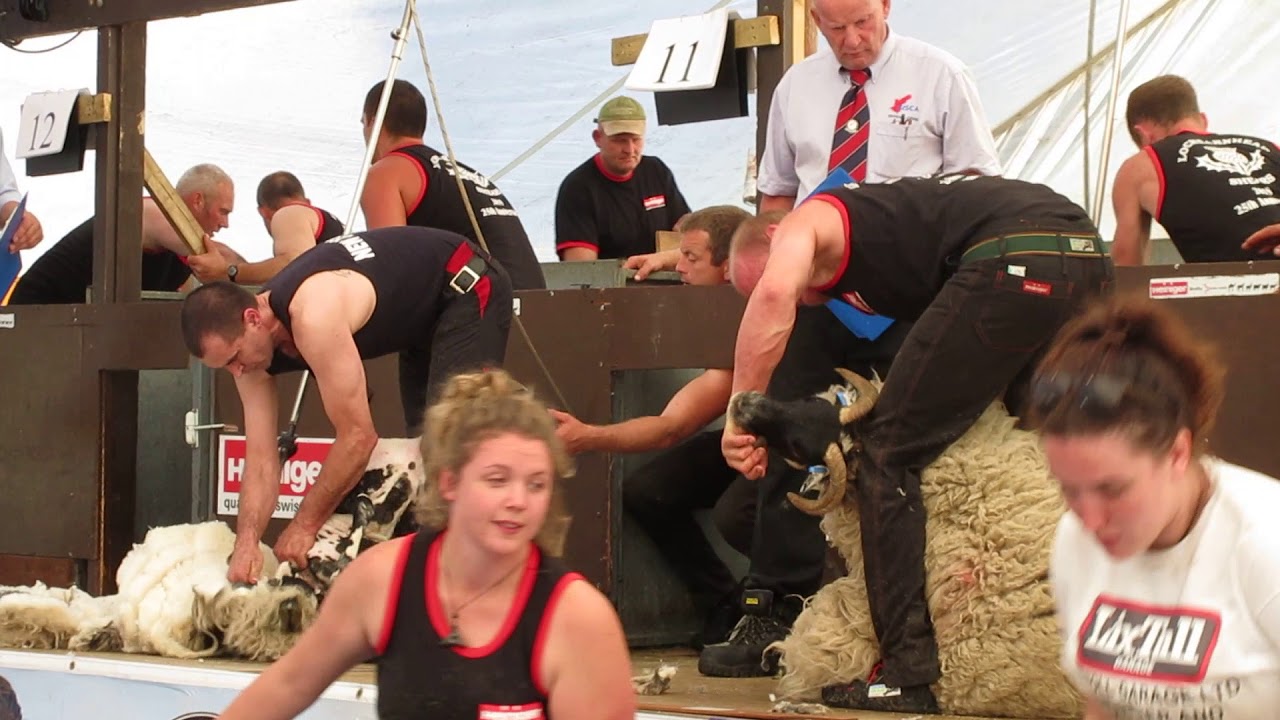 Lochearnhead Shears 2018, Scotland/New Zealand Test match - YouTube