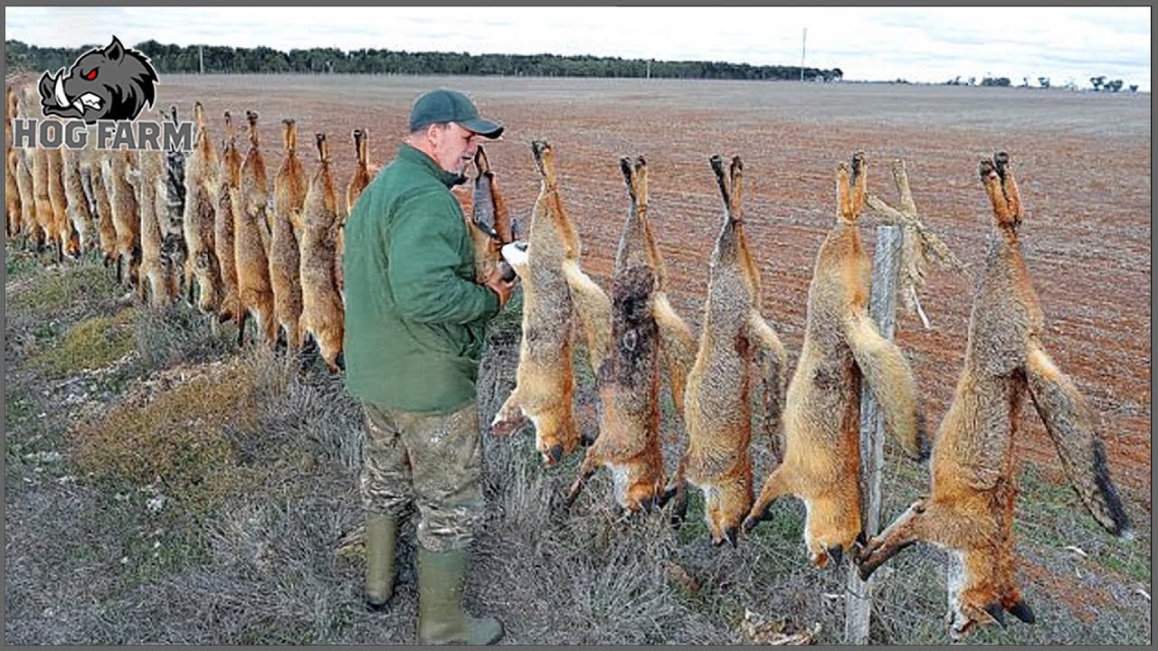 100 Fox Insane Hunting Headshots- Invasive Animal Control | Hog Farm ...
