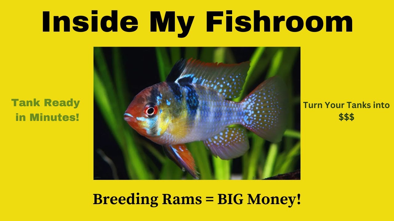 "Fish room Tour: German Blue Rams, Instant Tank Cycling & Breeding for ...