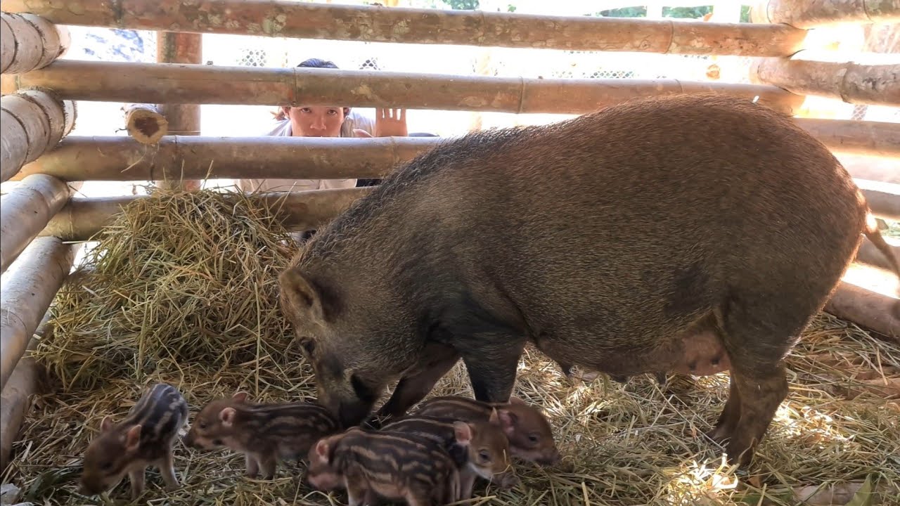 Zon And The Newborn Wild Boar, Forest life, Survival Instinct, king ...