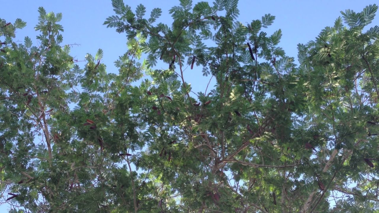 My Little Tree Outside My Office Bunch Of Bugs Too Tuesday Sep 25th ...