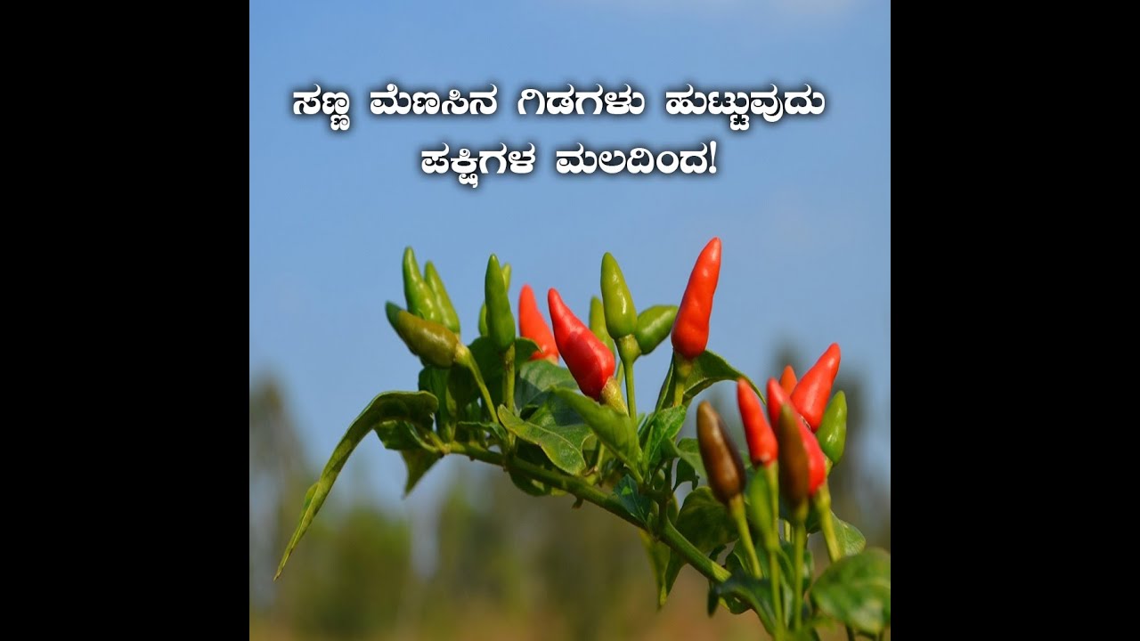 Bird Eye Chilli | ಗಾಂಧಾರಿ ಮೆಣಸು/ಜೀರಿಗೆ ಮೆಣಸು/ ಸಣ್ಣ ಮೆಣಸು | Jeerige ...