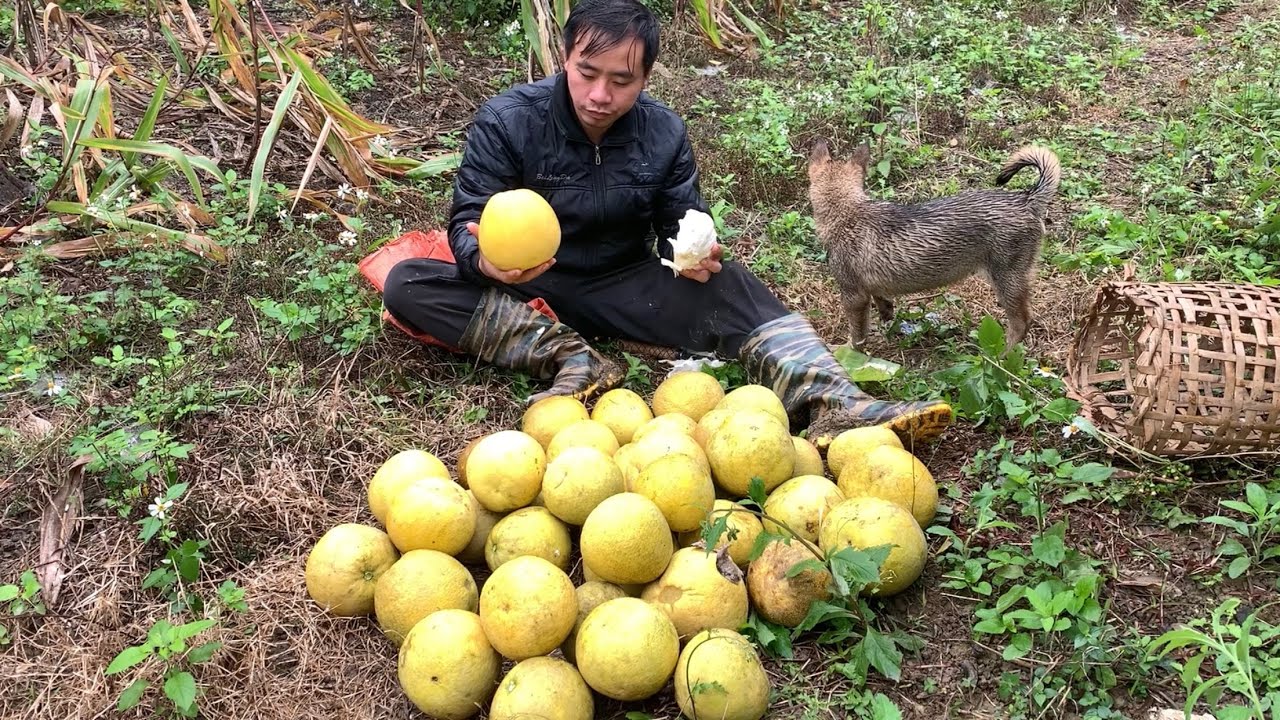 Survival instincts, wild alone, Grapefruit harvest in the mountains ...