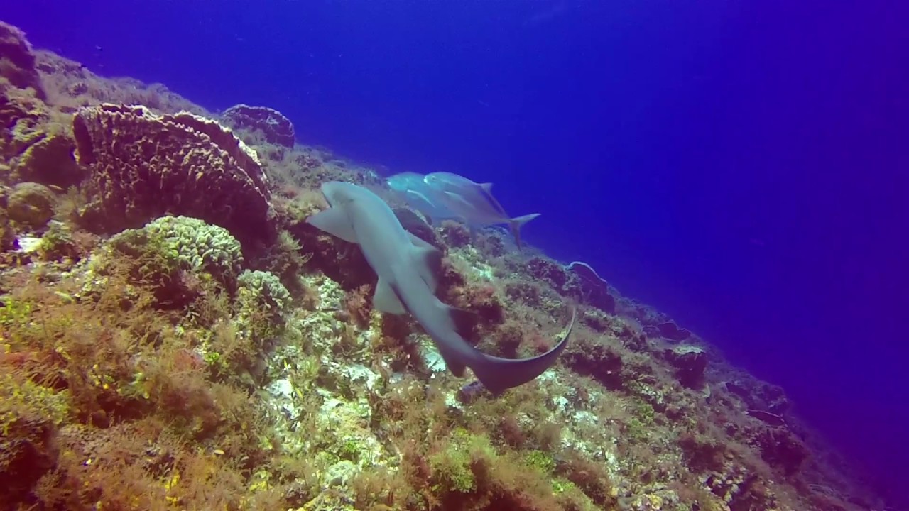 Daving in Cozumel, Mexico Day 5 - YouTube