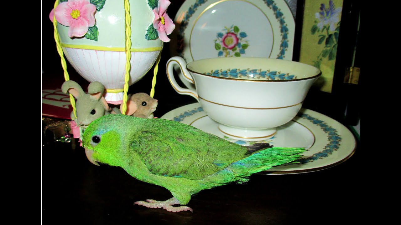 Parrotlet Crackers Tea Cup Parrot - YouTube