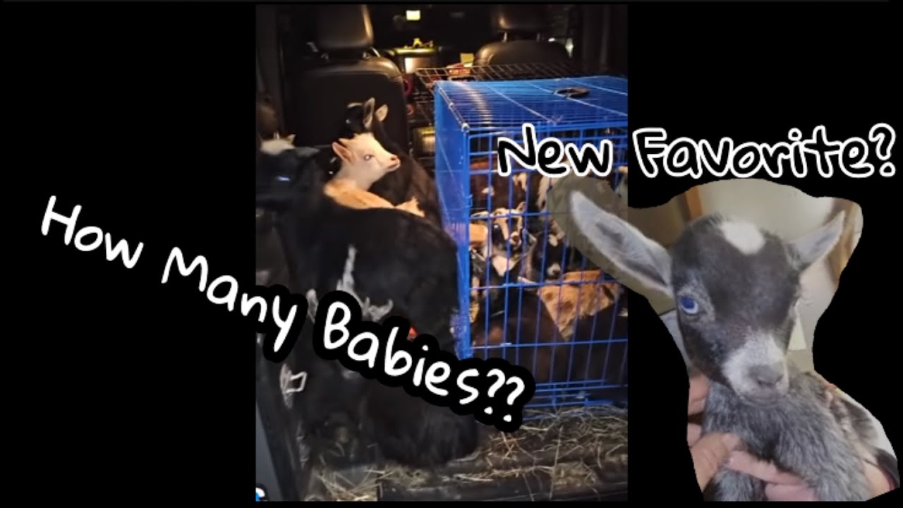 Lauren Comes Home with a GOAT Suprise - YouTube