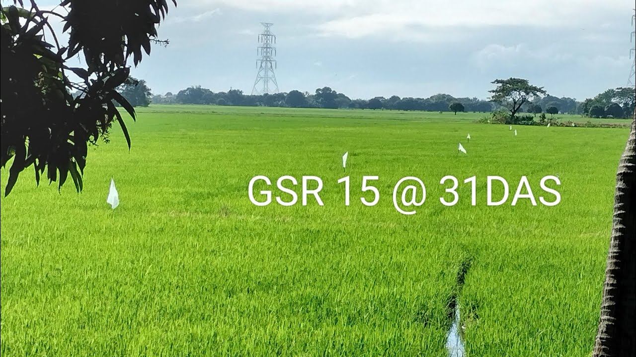 RC 160, RC 402 and GSR 15 @ 31DAS - YouTube