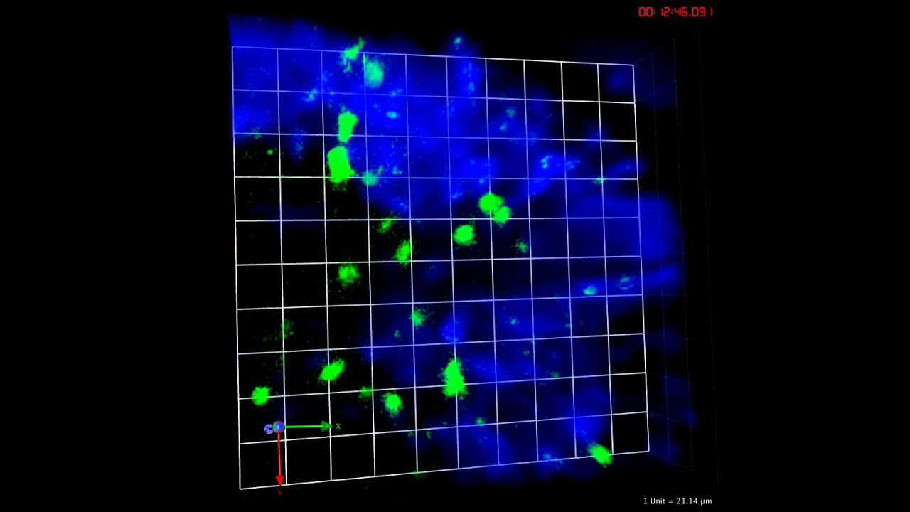 Two-photon microscopy of T cell egress into lymphatic system - YouTube