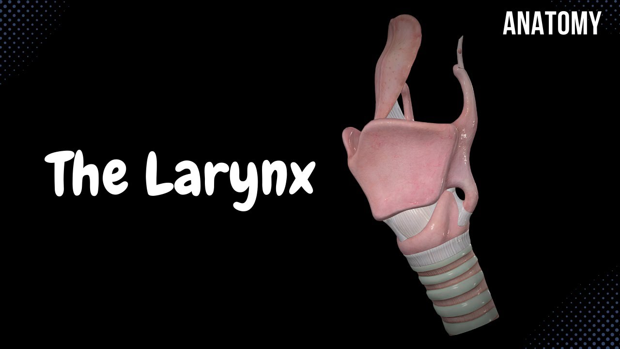 Larynx (Voice Box) - Cartilage, Ligaments, Joints, Wall, Cavity ...