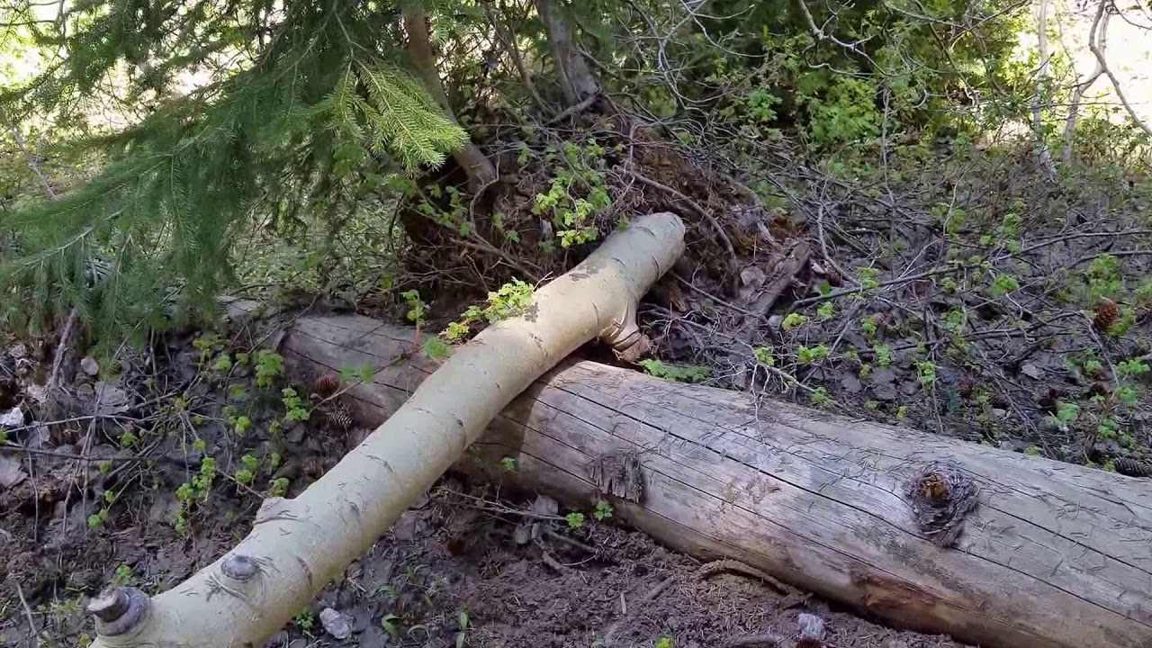 Tree falls and snapped saplings fresh 6/2018 - YouTube