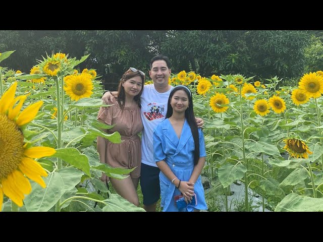 Sunflower Maze Farm Rizal | Best Flower Site