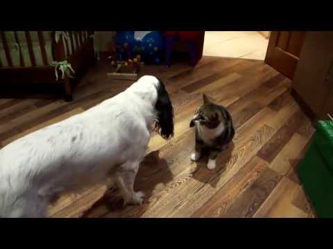 Razborki Kota i Psa Scuffle of a Cat and a Dog