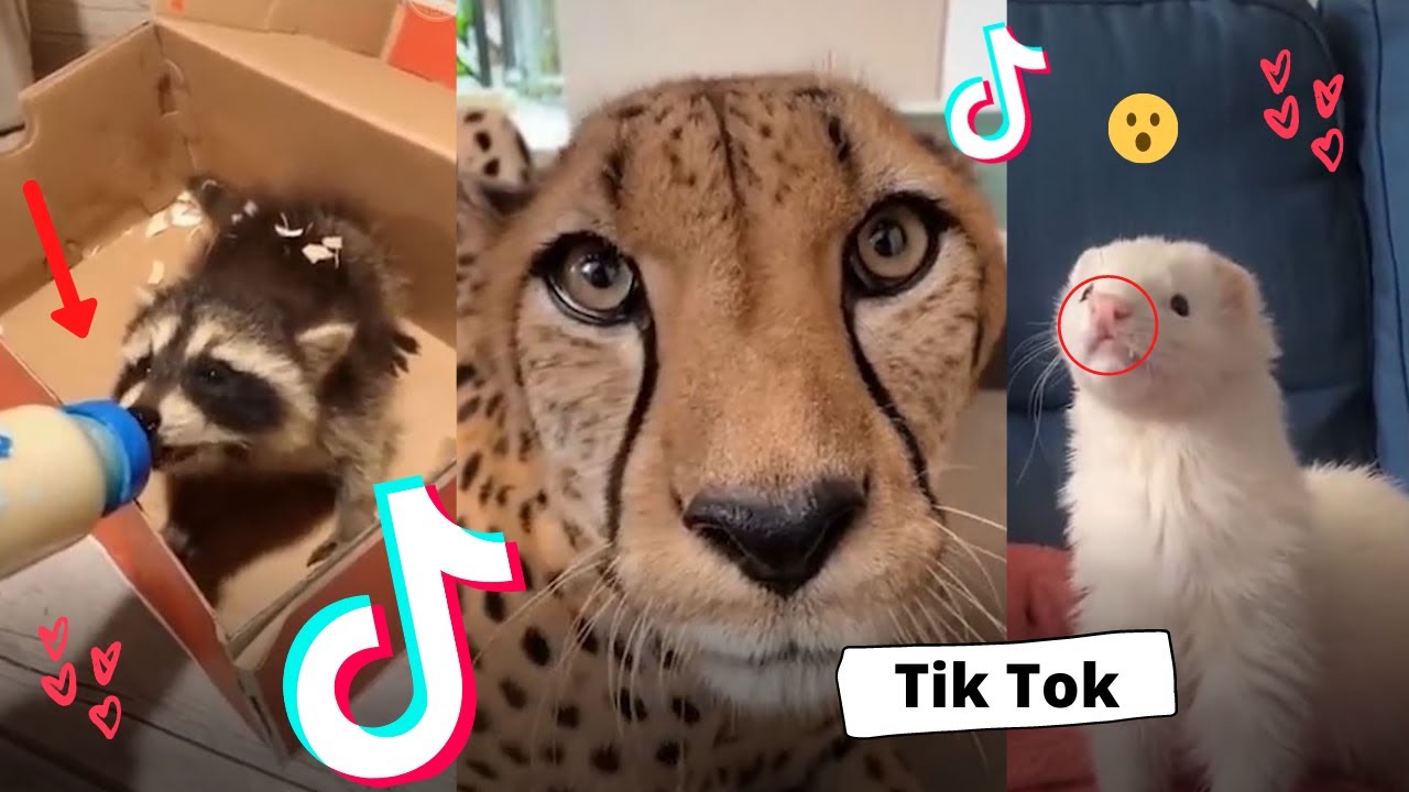 BEST Animal Tik Tok Compilation of Funny Pets 💗 ~ { 2020 } ~ Pt3 - YouTube