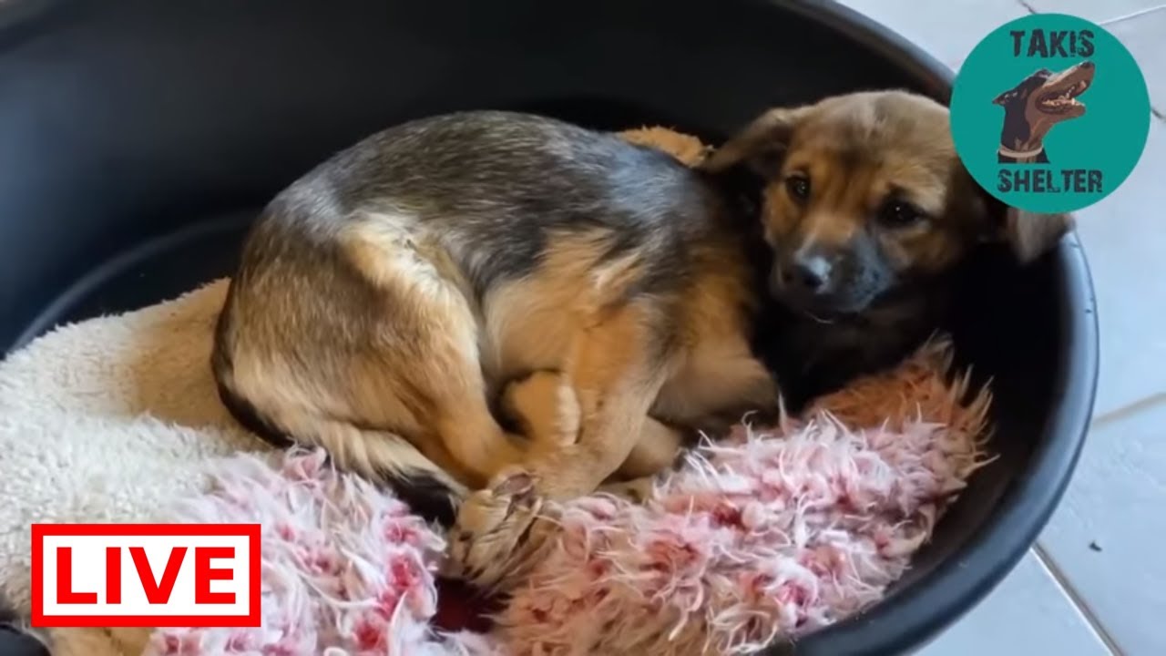 Little Kamila is looking for a home . Her leg is much better - Takis ...