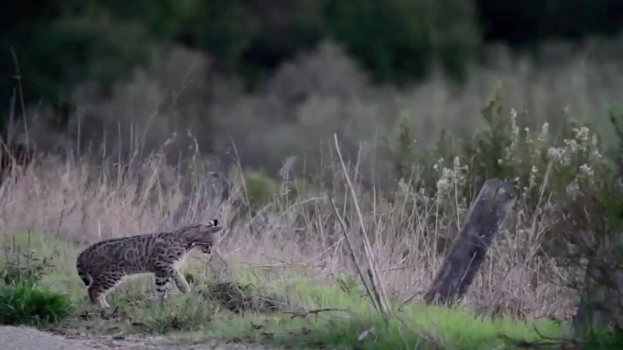 Bobcats Playing and Hunting - YouTube