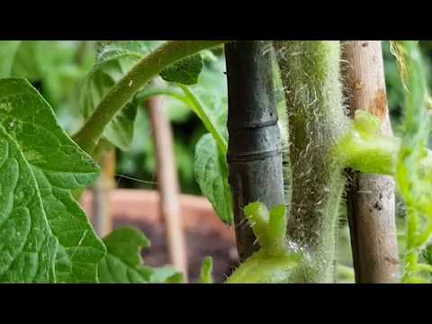 How to pinch out tomato plants