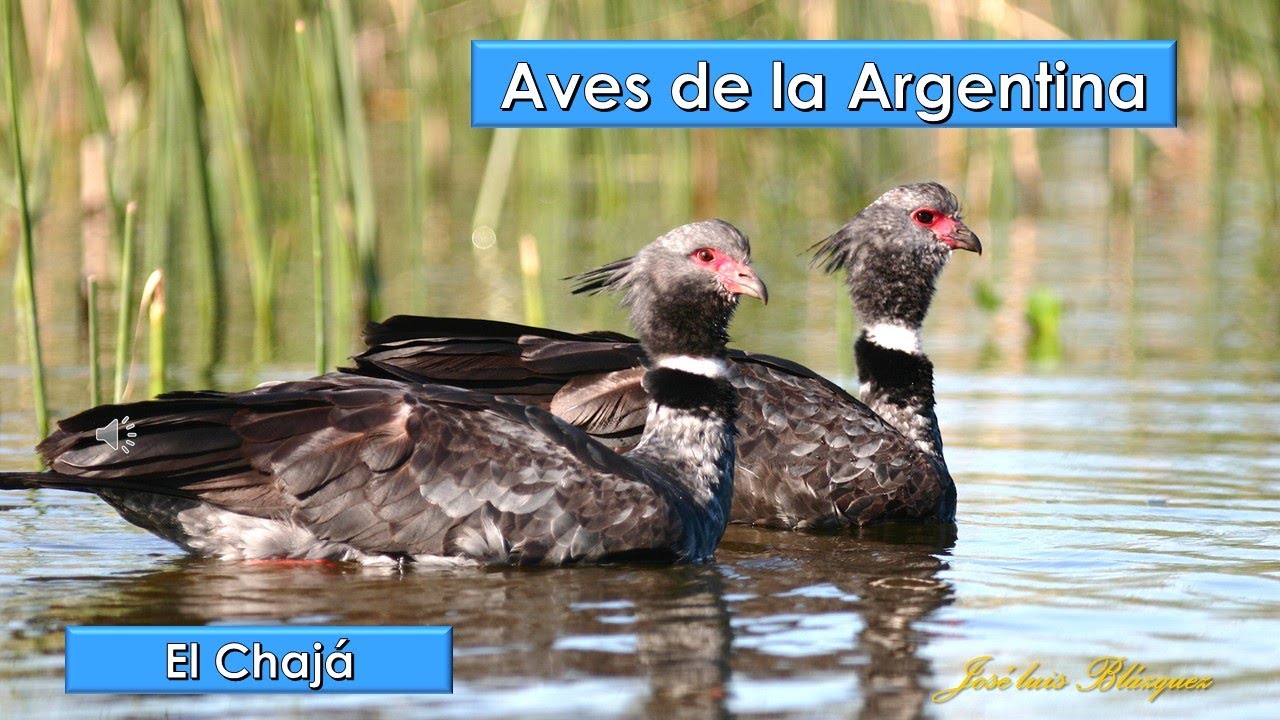 Chajá (Chauna torquata), Aves de la Argentina - YouTube