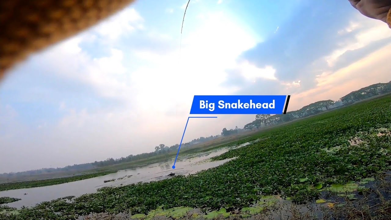 SNAKEHEAD FISHING || CRAZY STRIKES || MONSTER CATCH 🔥 #fishing # ...