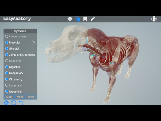Virtual Dog Anatomy Dog Skeleton Anatomy Etsy UK