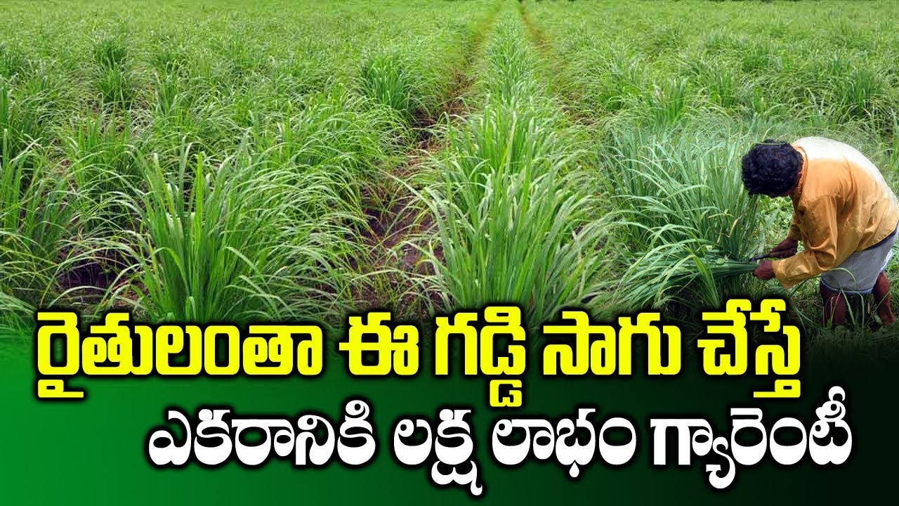 Earn Huge Profits with Lemongrass Farming || How to Grow Lemon Grass ...