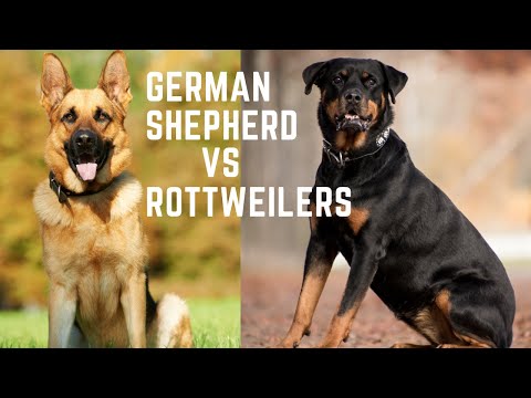 German Shepherd vs Rottweilers. Which one would be appropriate for an ...