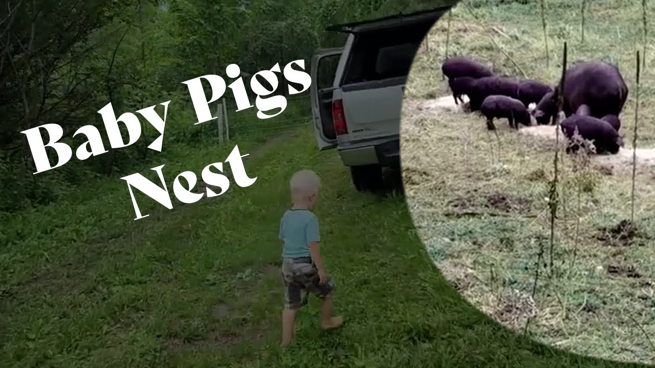 Nest of new little pigs! Pigs build warm nests when its cold outside ...