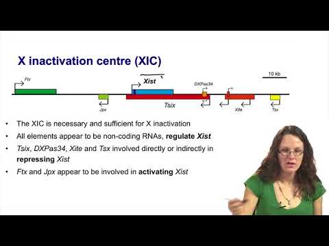 3. 3 Stages of X inactivation counting and control of Xist expression ...