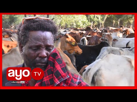 NG’OMBE 800 WA KIONGOZI WA KIMASAI TANZANIA WACHUKULIWA, MACHOZI YAMTOKA “NAUMIA”