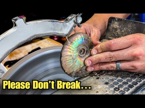 Y a-t-il des CRISTAUX à l'intérieur de mon fossile d'ammonite fragile ?!