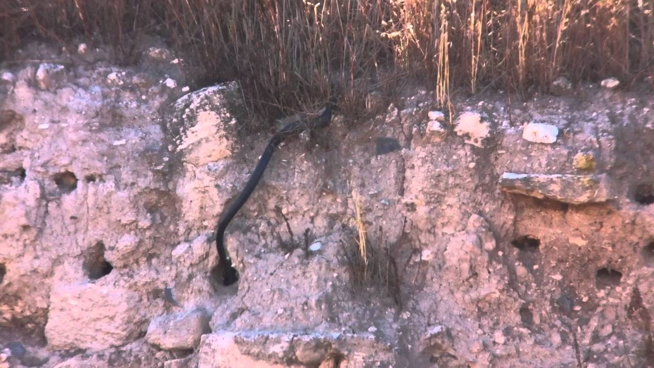 זעמן שחור - Coluber jugularis - YouTube