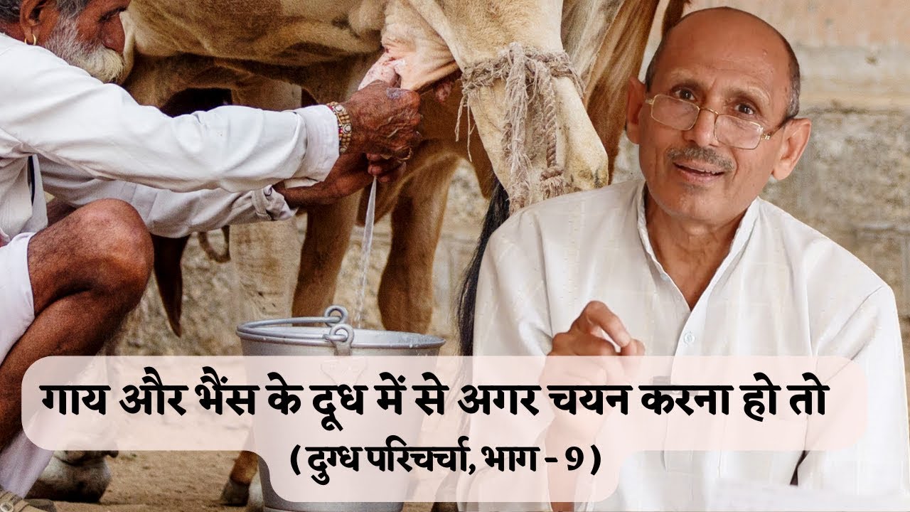 गाय और भैंस का दूध _ How to choose milk between Cow / Buffalo _ Acharya ...