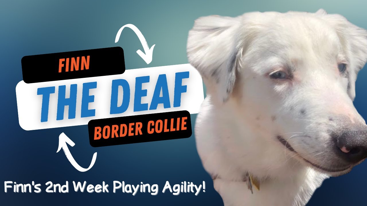 Finn the deaf Border Collie/Aussie playing agility week 2 - YouTube