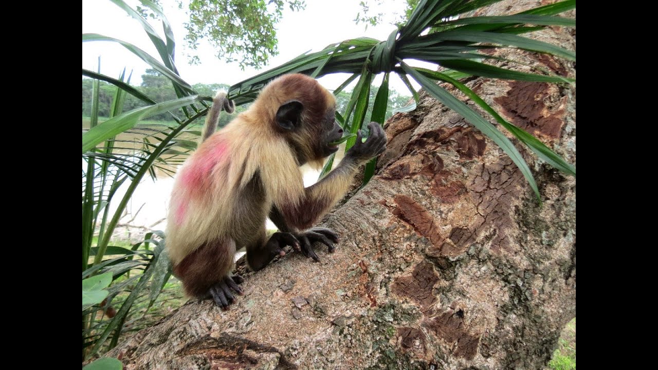 Macaquinho guariba da Amazônia - YouTube