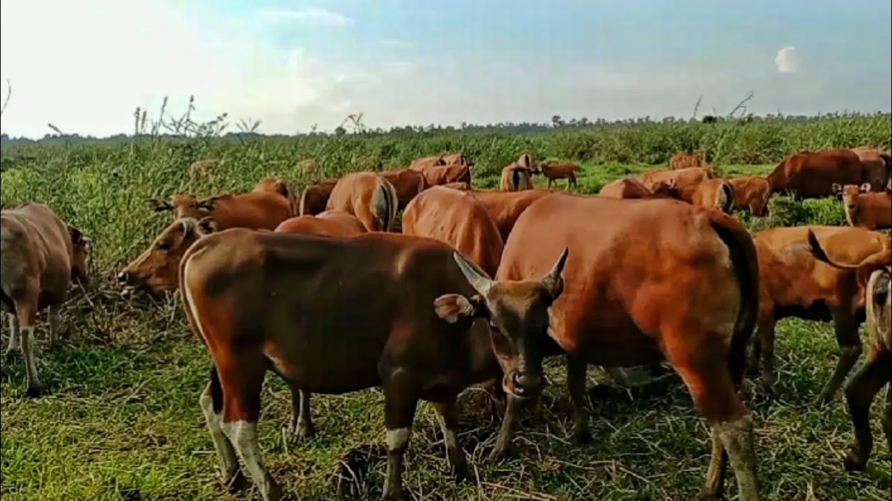 Ternak Sapi Bali lepas liar harus sering dikontrol agar tidak terjadi ...