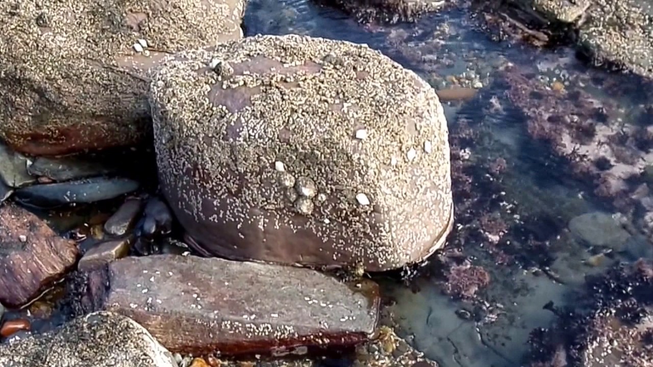 Saltcoats Harbour Fossil Tree Grove, North Ayrshire, Scotland - YouTube