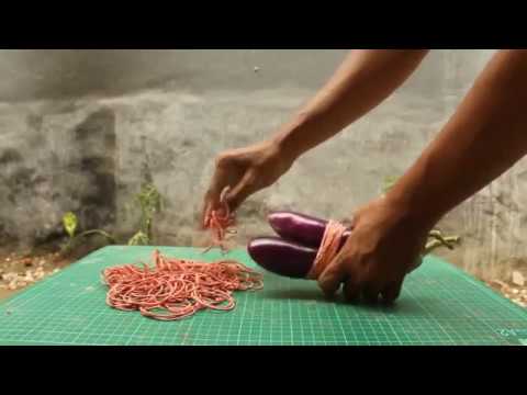 Terong VS 200 Karet gelang