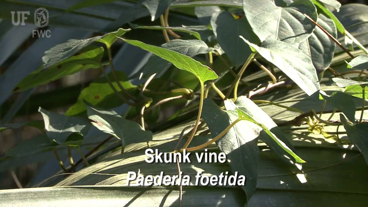 How to identify Skunk vine Paederia foetida - YouTube