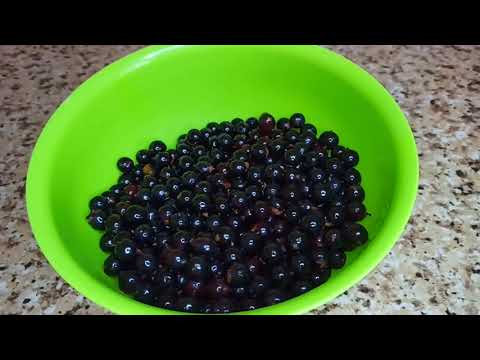 Qarağatın qışa saxlanılması.Qışda piroqlarda,tortlarda,kekslərdə istifadə edə bilərsiz.