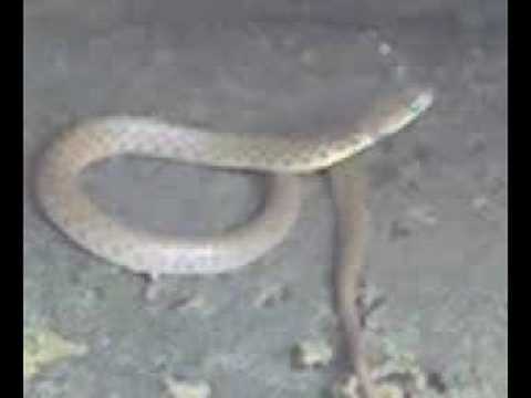 Snake Attack-2