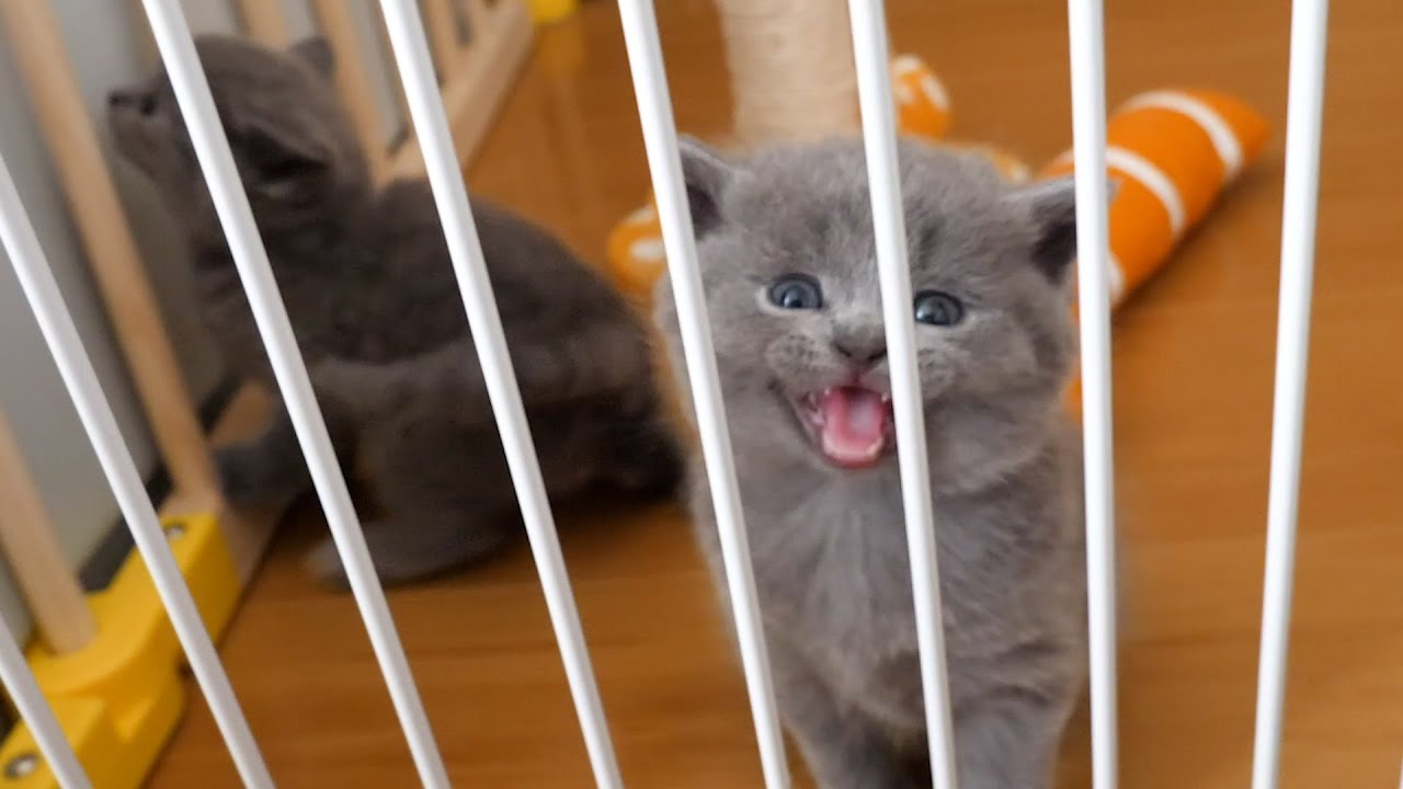 The cutest kitten meow ever - YouTube