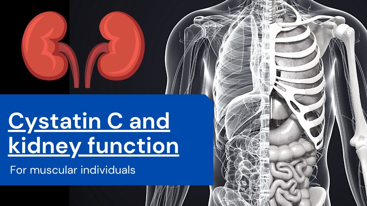 Cystatin C and kidney function in muscular people - YouTube