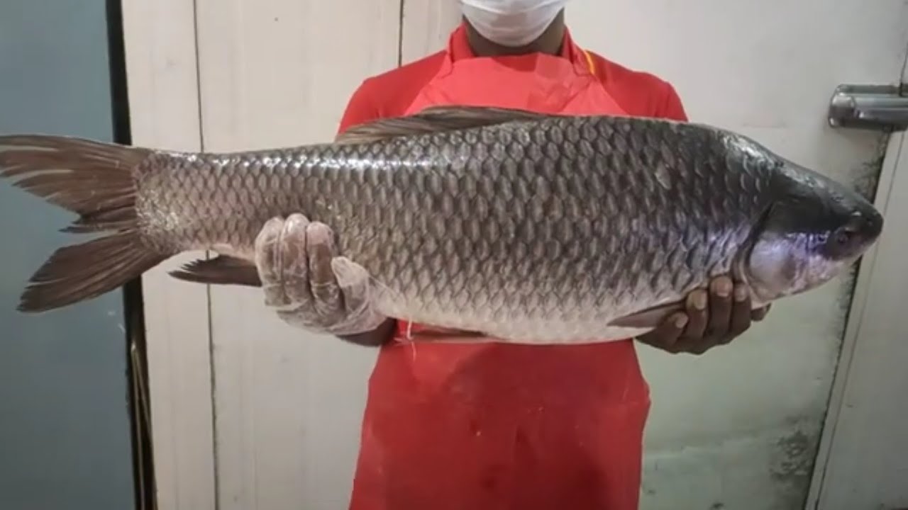 Great cutting 10kg Ruhi fish river large size |half Chinese cutting for ...