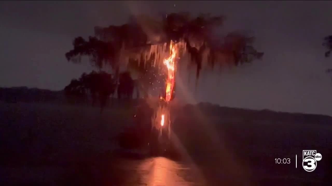 Lighting strikes well known cypress tree in Lake Martin - YouTube